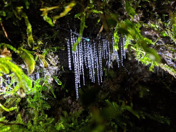 Nocturnal adventure Glow-worm tour - The Price and Its Value