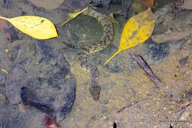 Nocturnal Secrets: A Mangrove Adventure - A Deep Dive into the Mangrove Night Walk