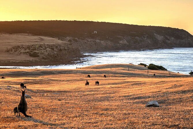 Nocturnal Tour of Kangaroo Island - FAQs