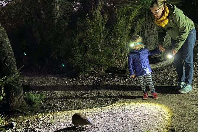 Nocturnal Wildlife Tour from Busselton or Dunsborough - Nocturnal Wildlife Tour from Busselton or Dunsborough: A Nighttime Encounter with Australias Native Animals
