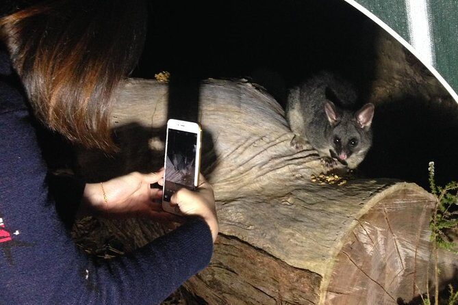 Nocturnal Wildlife Tour from Busselton or Dunsborough - Authentic Experiences That Keep Visitors Coming Back