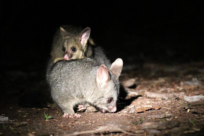 Nocturnal Wildlife Tour from Busselton or Dunsborough - Frequently Asked Questions