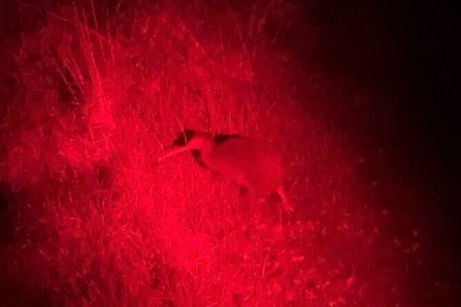 Nocturnal Wonders Tawharanui Kiwi Spotting and Stargazing Tour - Frequently Asked Questions