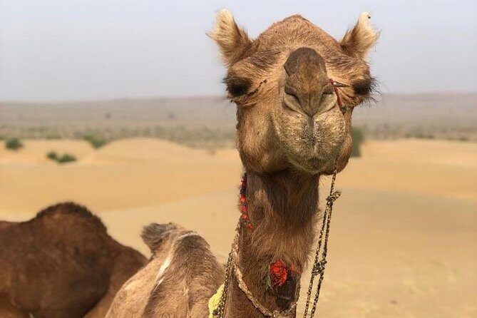 Non Touristic Half Day Camel Safari Thar Desert Sunset - The Camel Ride and Sunset: Gateway to the Desert’s Soul