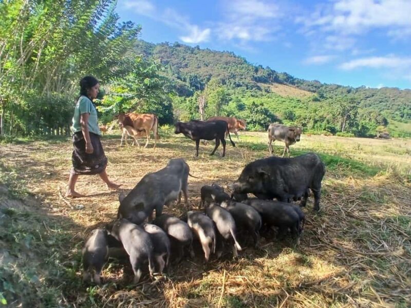 Nong Khiaw: 2-Day Trekking, Camping and Kayaking Tour - FAQ