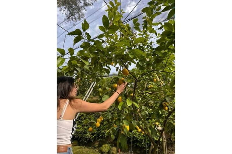 Nonna Concettina Sorrento lemon tour Lemon Tour - Key Points