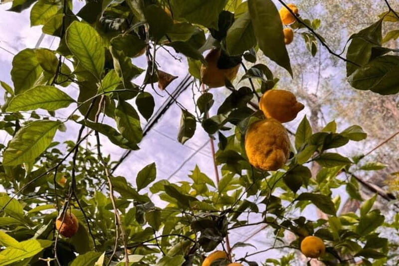 Nonna Concettina Sorrento lemon tour Lemon Tour - Introduction: Why This Tour Stands Out