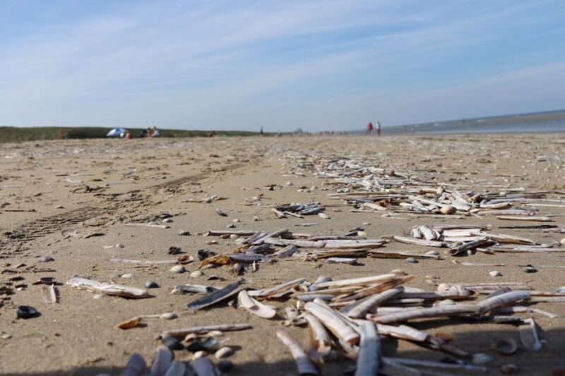 Noordwijk: Beach and Dunes Bike Tour - Authenticity and Authentic Experiences