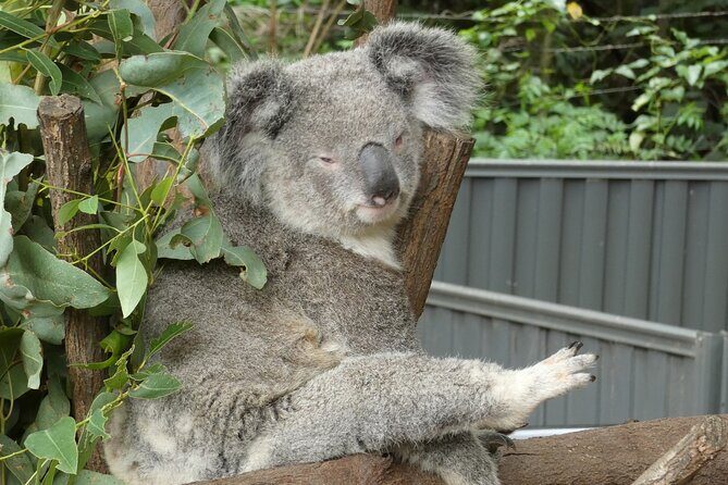 Noosa, Aussie Animals & Glass House Mountains from Brisbane - FAQs