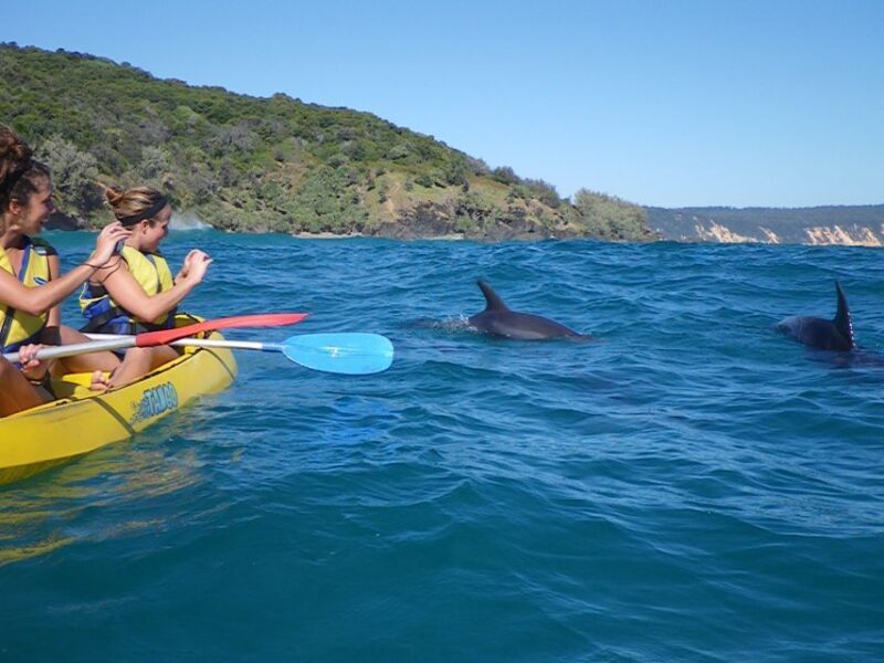 Noosa: Dolphin Sea Kayak & Beach 4X4 Tour (in National Park) - Who Will Love This Tour?