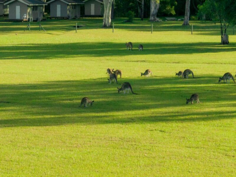 Noosa: Everglades Explorer Cruise - FAQ