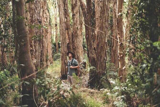 Noosa Everglades Tour with River Cruise and Hinterland Villages - Final Thoughts: Is it Worth It?
