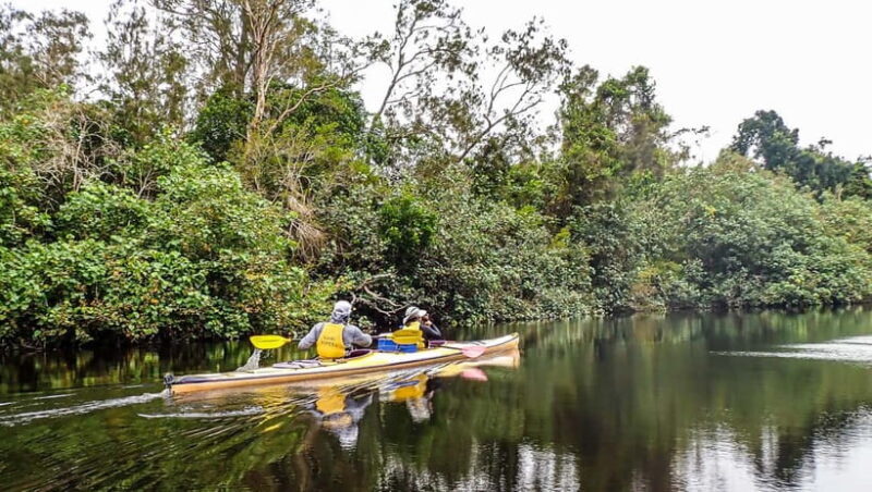 Noosa Everglades: Truly Sustainable Guided KAYAK Tour - The Experience and Its Value