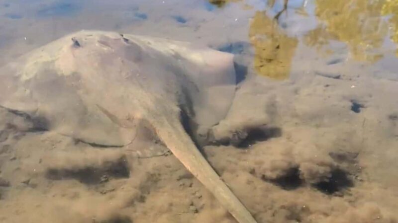 Noosa Heads: Hidden Waterways Wildlife Kayak (Fully Guided) - Wildlife Encounters: Stingrays and Birds