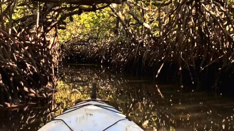 Noosa Heads: Hidden Waterways Wildlife Kayak (Self-Guided) - Key Points