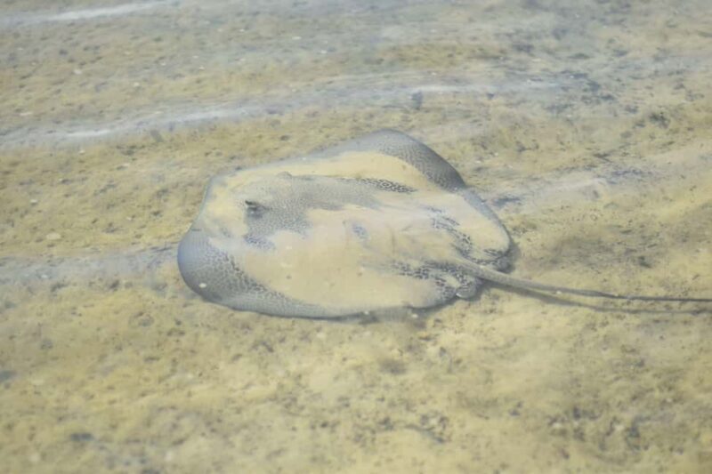 Noosa Heads: Hidden Waterways Wildlife Kayak (Self-Guided) - The Sum Up
