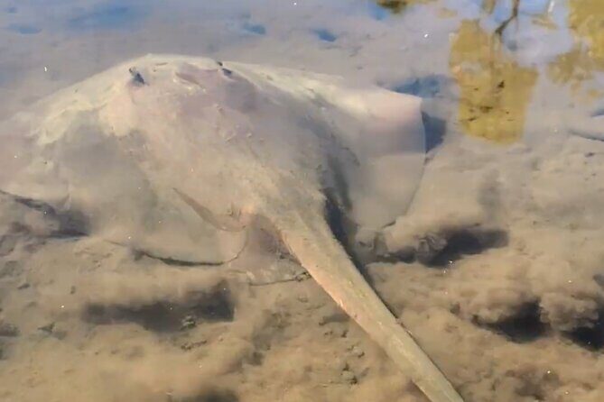 Noosa Heads: Hidden Waterways & Wildlife Kayak Tour - The Practicalities