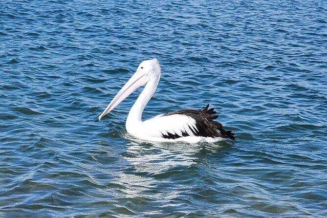 Noosa Heads: Hidden Waterways & Wildlife Kayak Tour - FAQ