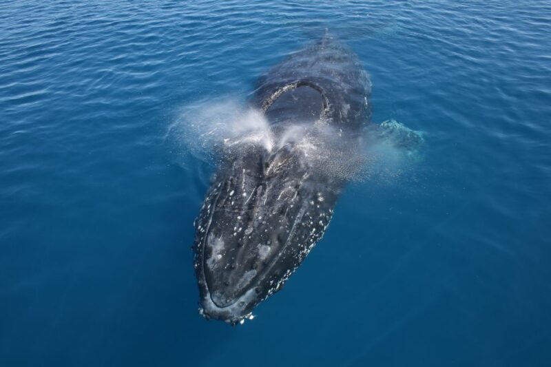 Noosa: Humpback Whale Watching Tour - A Deep Dive Into the Whale Watching Experience