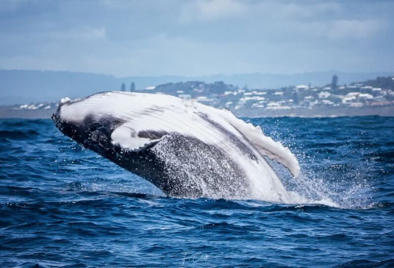 Noosa: Humpback Whale Watching Tour - Practical Details and What to Bring