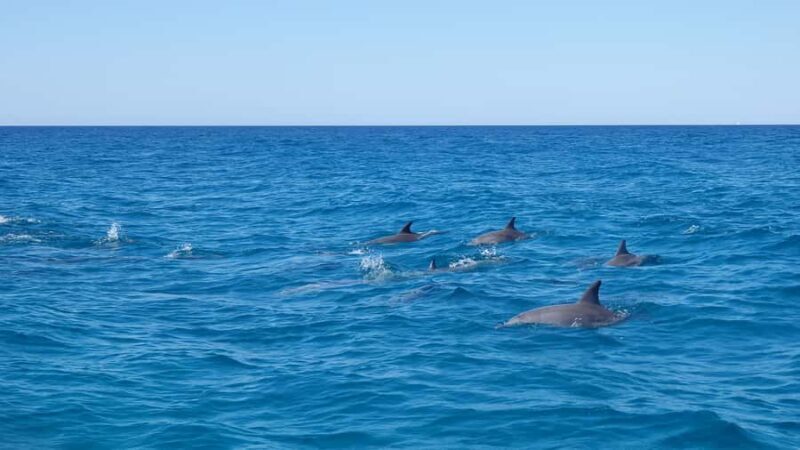 Noosa: Noosa Ocean Adventure with Dolphin Watching - Key Points