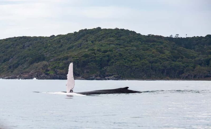 Noosa: Noosa Whale Watching Tour - The Experience Details That Matter