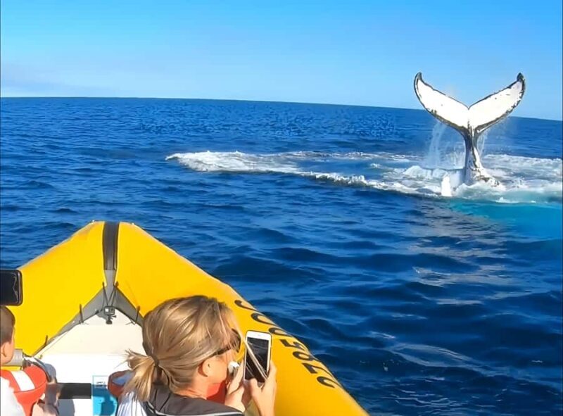 Noosa: Noosa Whale Watching Tour - Authentic Perspectives from Travelers