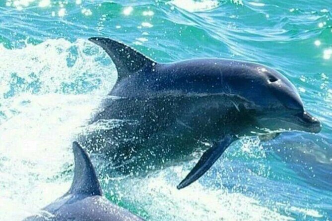 Noosa ocean adventure & Dolphin safari. - The Sum Up