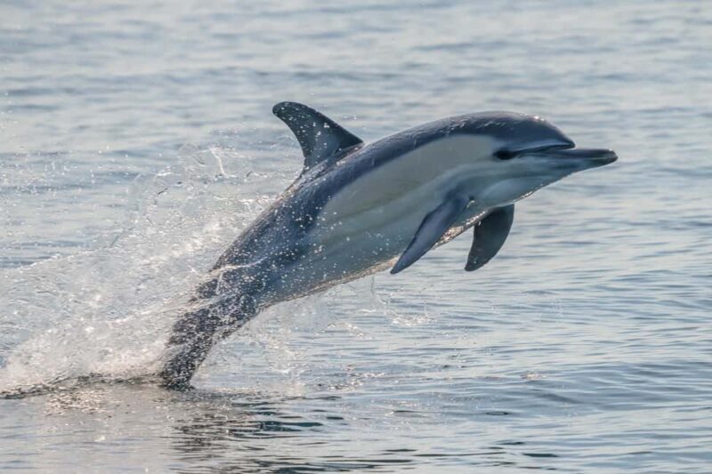 Noosa: Ocean Adventure & Dolphin Safari - Summary and Final Thoughts