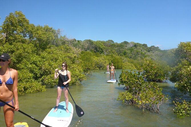 Noosa Stand Up Paddle & Mangrove Tunnel Tour - Noosa Stand Up Paddle & Mangrove Tunnel Tour: An Authentic Water Adventure