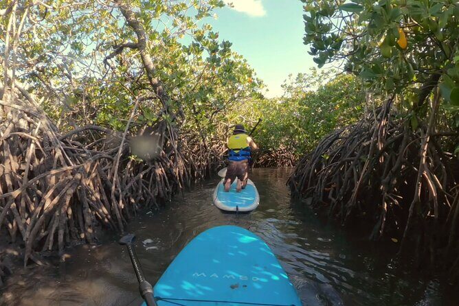 Noosa Stand Up Paddle & Mangrove Tunnel Tour - Key Points