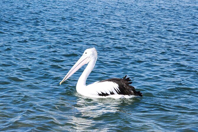 Noosa Stand Up Paddle & Mangrove Tunnel Tour - The Value of the Experience