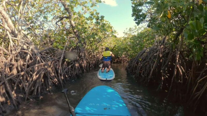 Noosa Stand Up Paddle & Mangrove Tunnel Tour (Fully Guided) - Encountering Wildlife Up Close