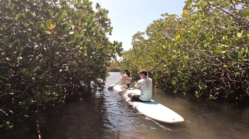 Noosa Stand Up Paddle & Mangrove Tunnel Tour (Self Guided) - A Close Look at the Experience