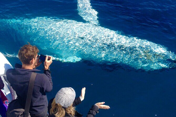 Noosa Whale Watching Adventure Cruise - Introduction