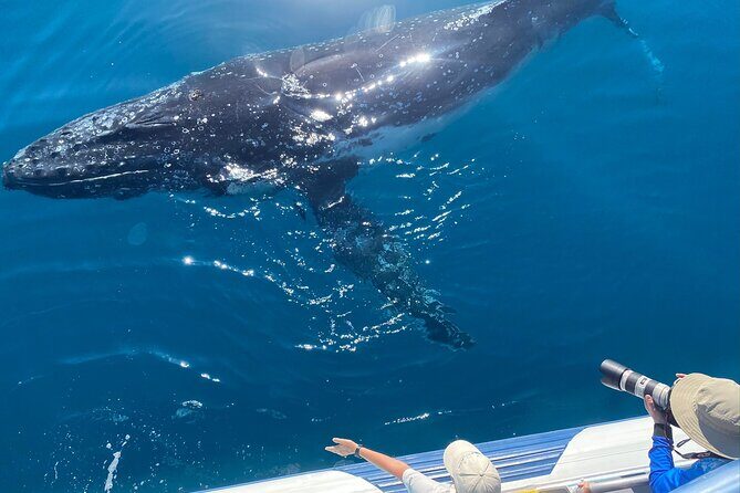 Noosa Whale Watching Adventure Cruise - The Boat and Safety
