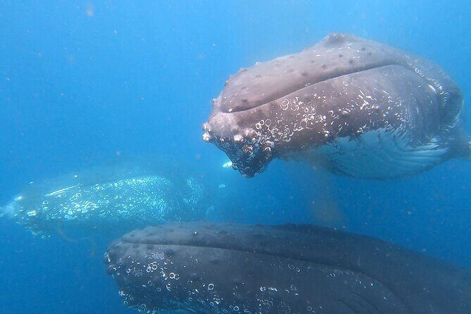 Noosa Whale Watching Adventure Cruise - Who Will Love This Tour?