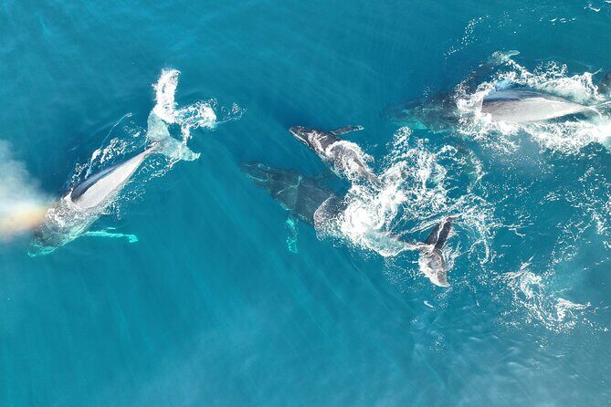 Noosa Whale Watching Adventure Cruise - The Sum Up