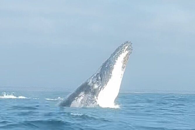 Noosa Whale Watching Cruise  Humpback Whale Adventure - An In-Depth Look at the Noosa Whale Watching Cruise Experience