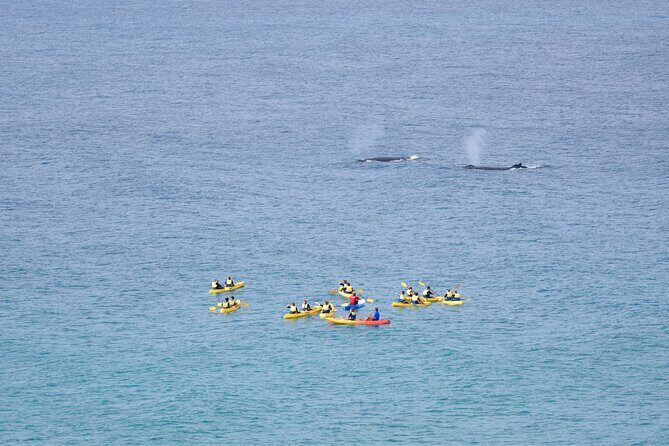 Noosa Whale Watching On Ocean Kayaks & Beach 4X4 Tour - Analyzing the Value and Practical Aspects