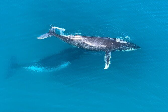 Noosa Whale Watching Tours - Key Points
