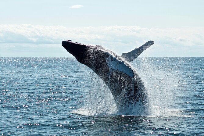 Noosa Whale Watching Tours - FAQs