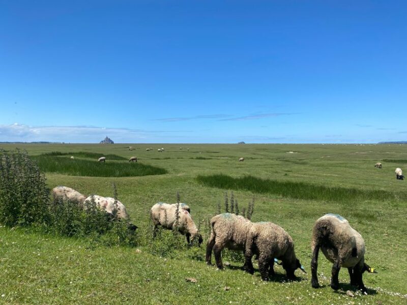 Normandy: Private Guided Tour with a Local Expert - Key Points