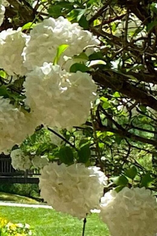 North Atlanta: Gibbs Gardens Self-Guided Slingshot Tour - Key Points