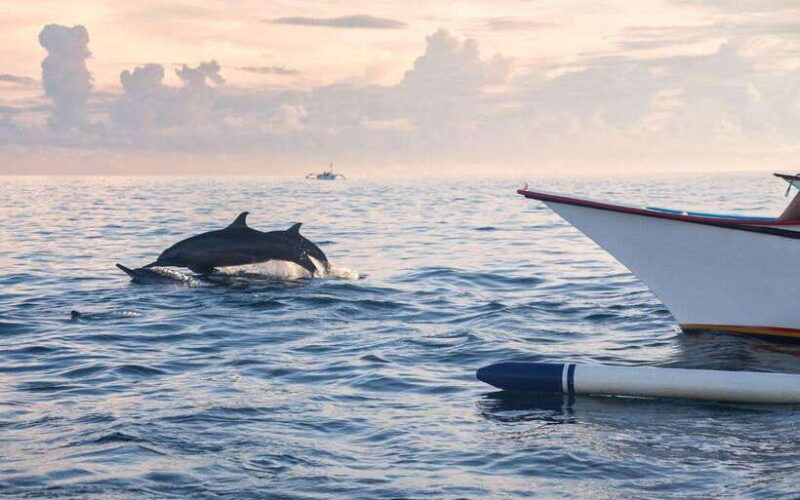 North Bali: Dolphin Watching and Snorkeling Tour - Key Points
