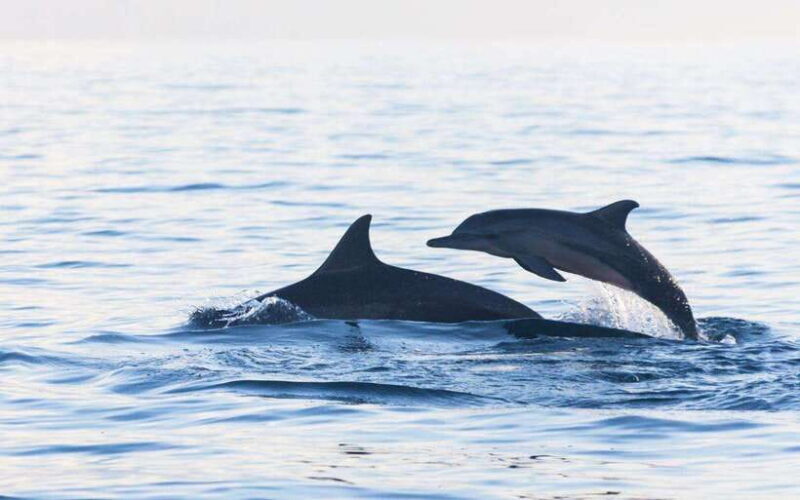 North Bali: Dolphin Watching and Snorkeling Tour - Who Will Love This Tour?