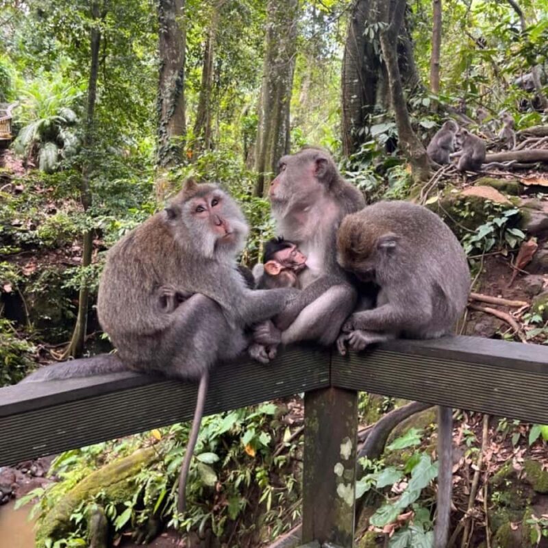 North Bali: Monkey Forest -Waterfall- Rice Terrace-Ulun Danu - An In-Depth Look at the North Bali Tour