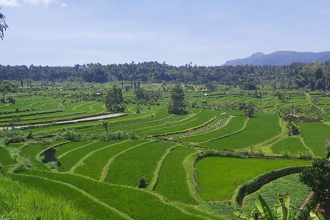 North Bali Private Tour - All Inclusive - An In-Depth Look at the North Bali Private Tour