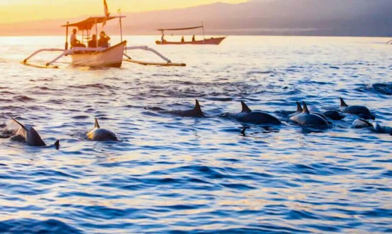 North Bali: Sunrise Dolphin Tour for Nature Lover & Explorer - An In-Depth Look at the North Bali Sunrise Dolphin Tour
