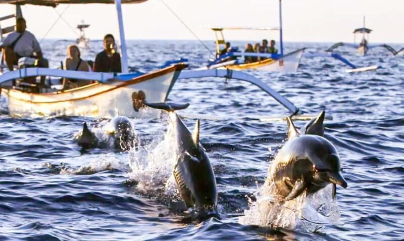 North Bali: Sunrise Dolphin Tour for Nature Lover & Explorer - Frequently Asked Questions
